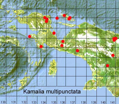 Papua Insects Foundation (Lepidoptera/Notodontidae/Kamalia multipunctata)